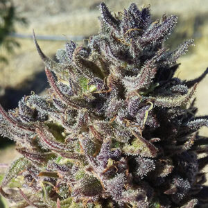 How Cannabis Strains Get Their Names - Dank Budz