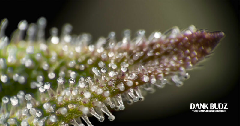 Function, Types, and Isolation of Marijuana Trichomes
