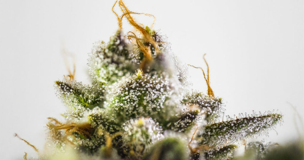 Function, Types, and Isolation of Marijuana Trichomes