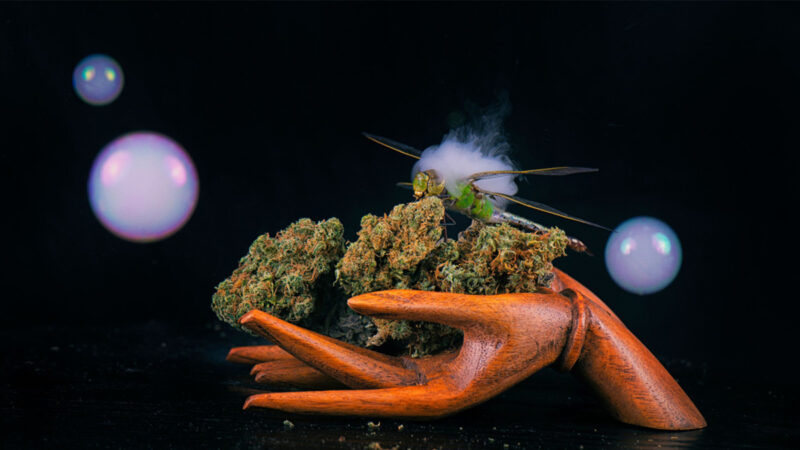 What Are Cannabis Nugs Exactly? | Weed Nugs