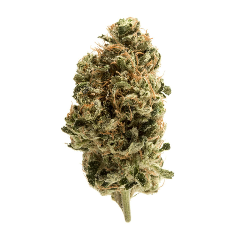 French Toast Strain Review | French Toast Strain Details