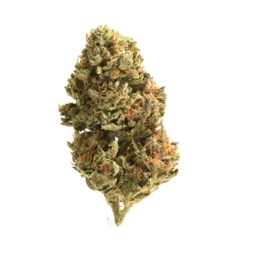Y Griega Strain Review | Y Griega Strain Details