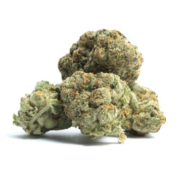 Thin Mint Girl Scout Cookies Strain Review | Thin Mint GSC Strain Details