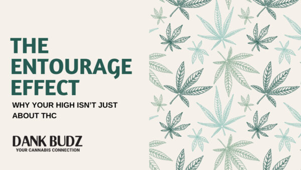 What Is the Entourage Effect? | Cannabinoids & Terpenes